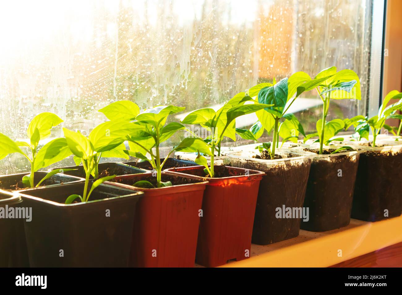 Balcony with seedlings on the windowsill. Farm-to-table. Sunset time ...