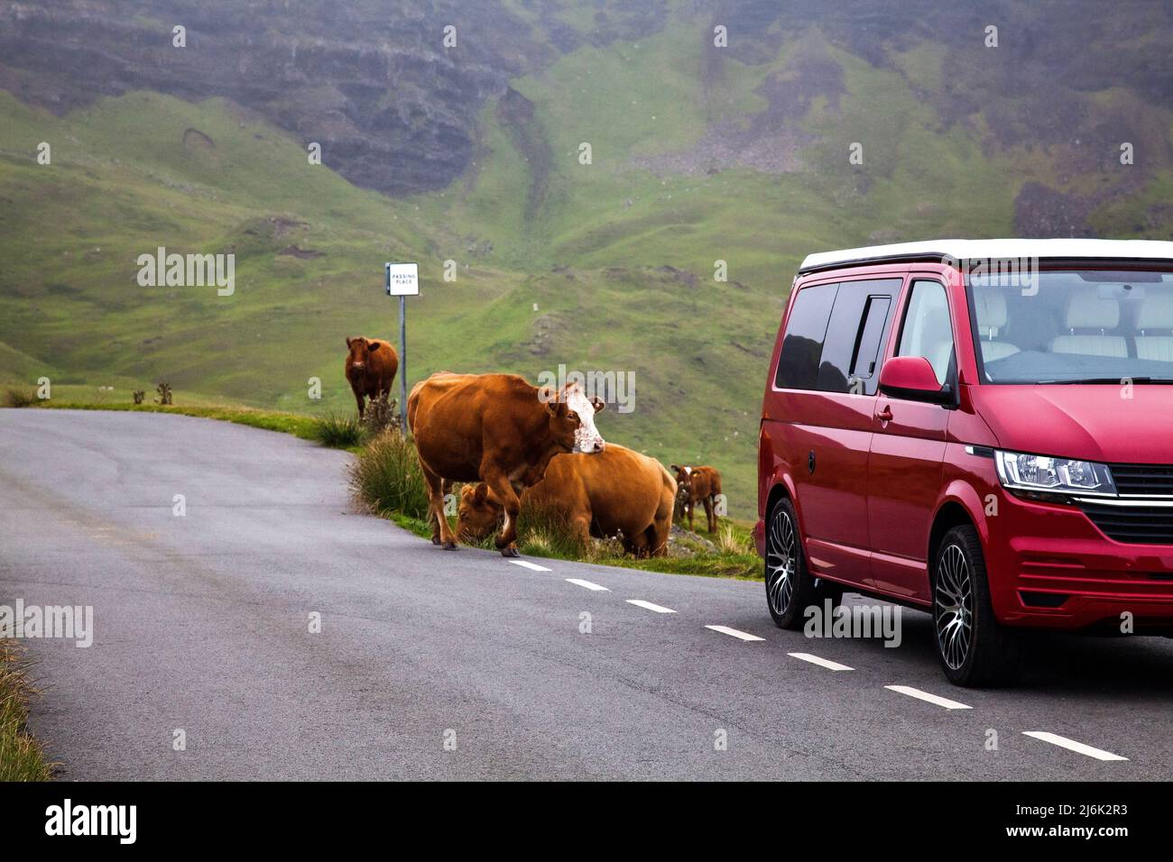 roadside cows and a voltswagan van, nea r Neist Point on the Isle of ...