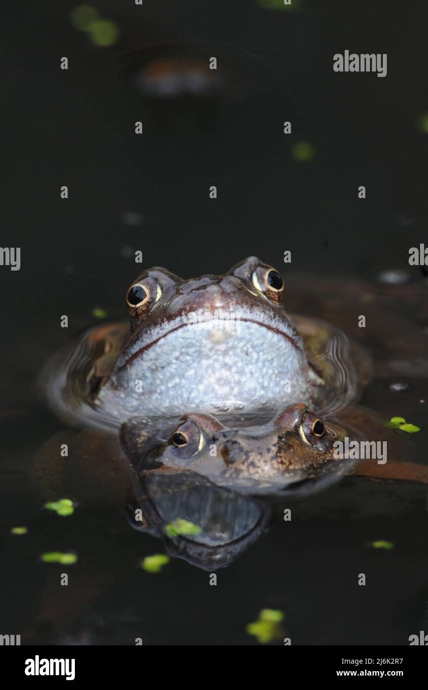 Common frog Rana temporaria in a spawning pond Stock Photo - Alamy