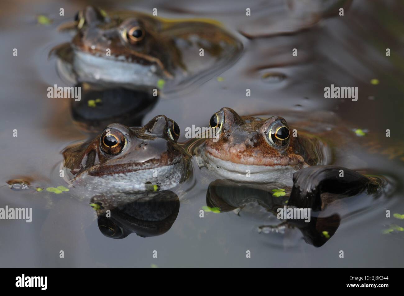Common frogs, Rana temporaria, spawning in a garden pond Stock Photo ...