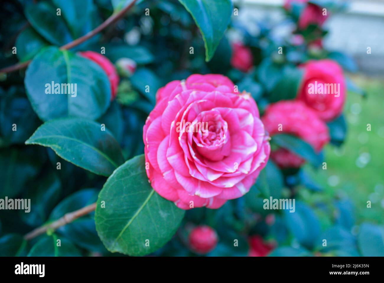 Garden of bliss hi-res stock photography and images - Alamy