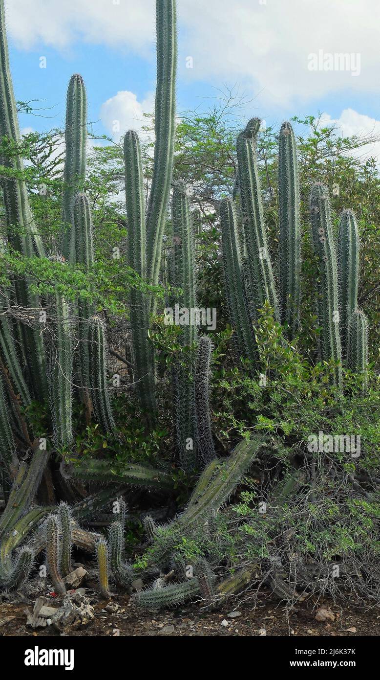 Stenocereus griseus is a native cactus species on Curaçao. Other names ...