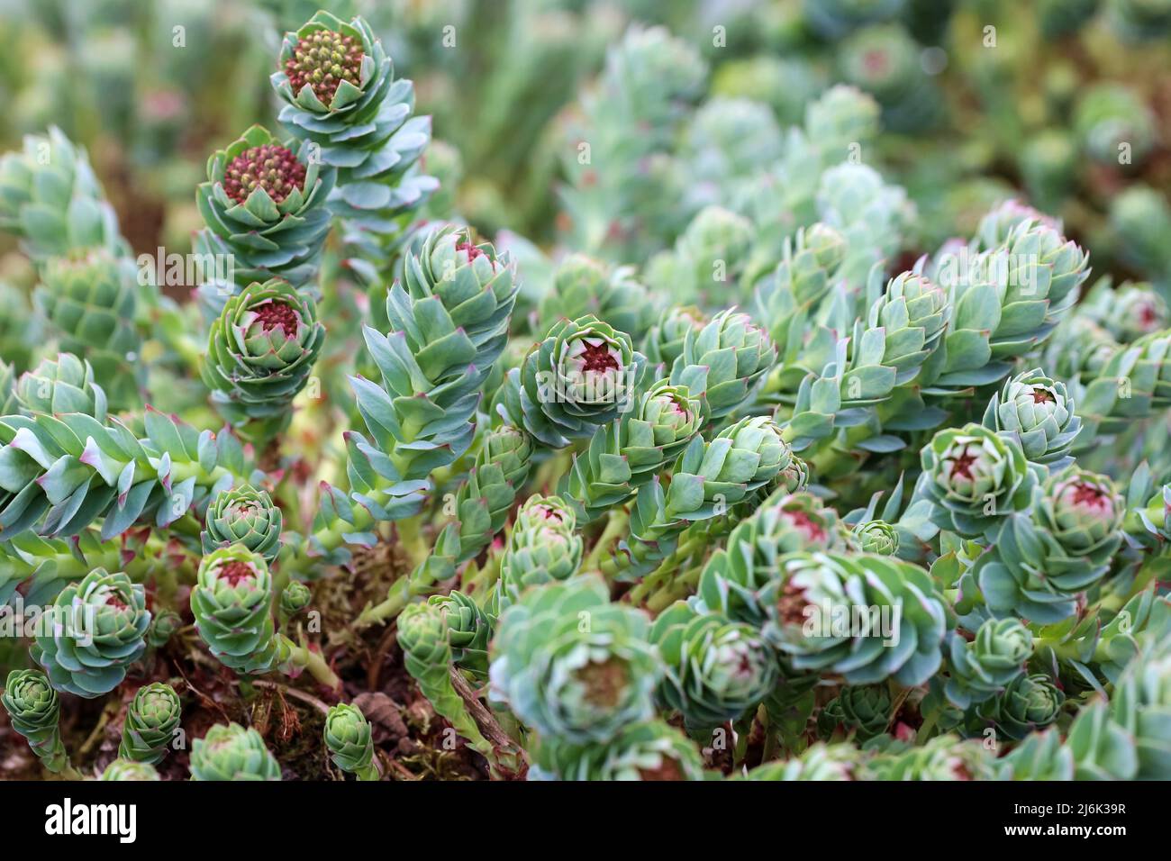 Blooming green medical plant Roseroot ( Rhodiola rosea Stock Photo - Alamy
