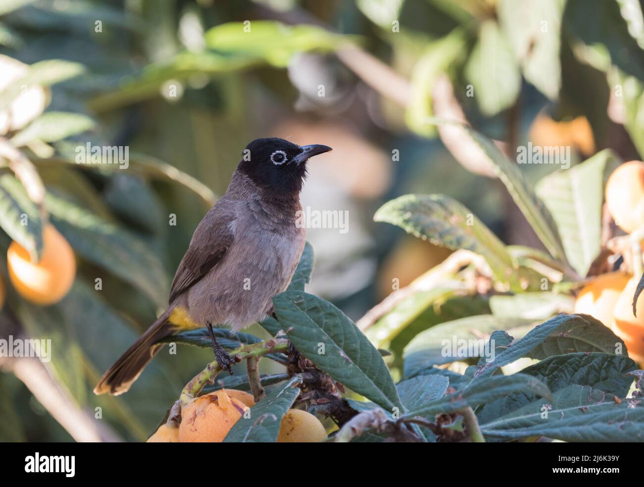 White-spectacled Bulbul (Pycnonotus xanthopygos Stock Photo - Alamy