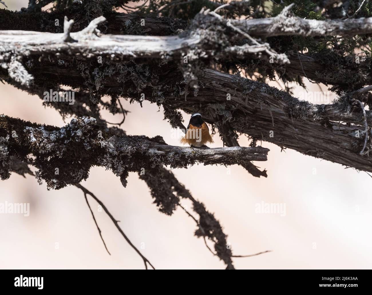 Male Common Redstart (Phoenicurus phoenicurus Stock Photo - Alamy