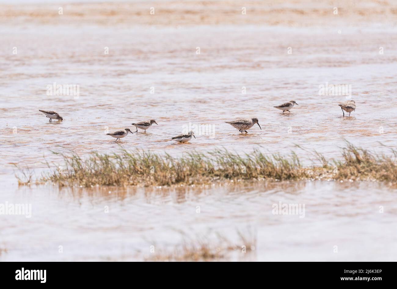 Flock curlew sandpipers hi-res stock photography and images - Alamy
