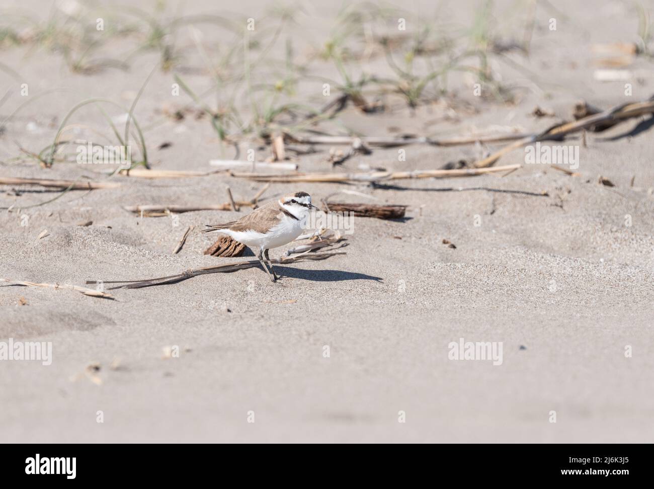 Kentish Plover (Charadrius alexandrinus Stock Photo - Alamy
