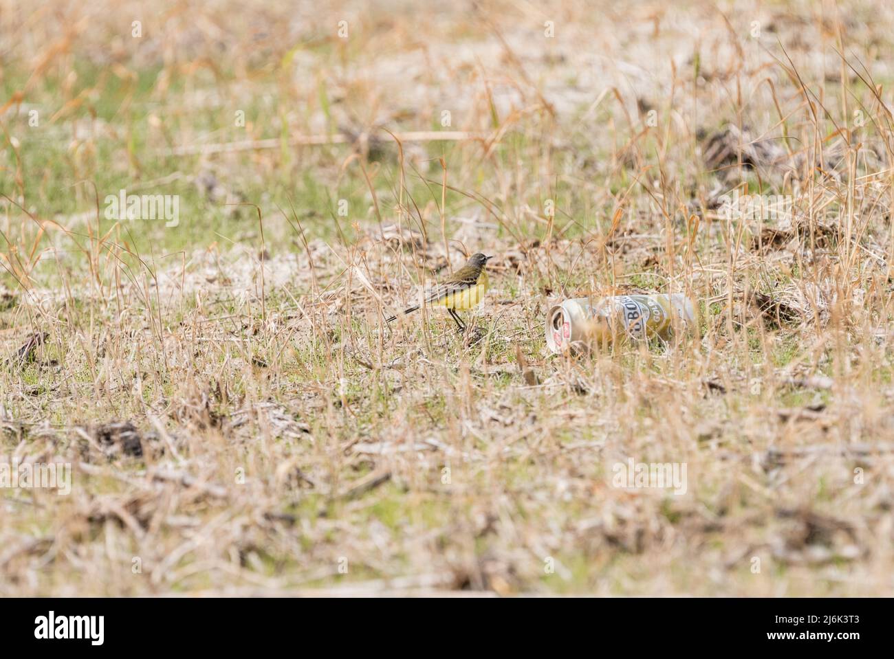 How can nature hi-res stock photography and images - Alamy