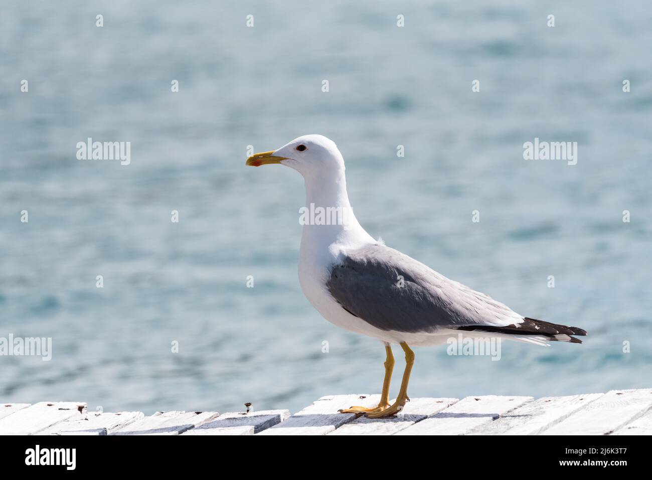 Yellow-legged Gull (Larus michahellis Stock Photo - Alamy
