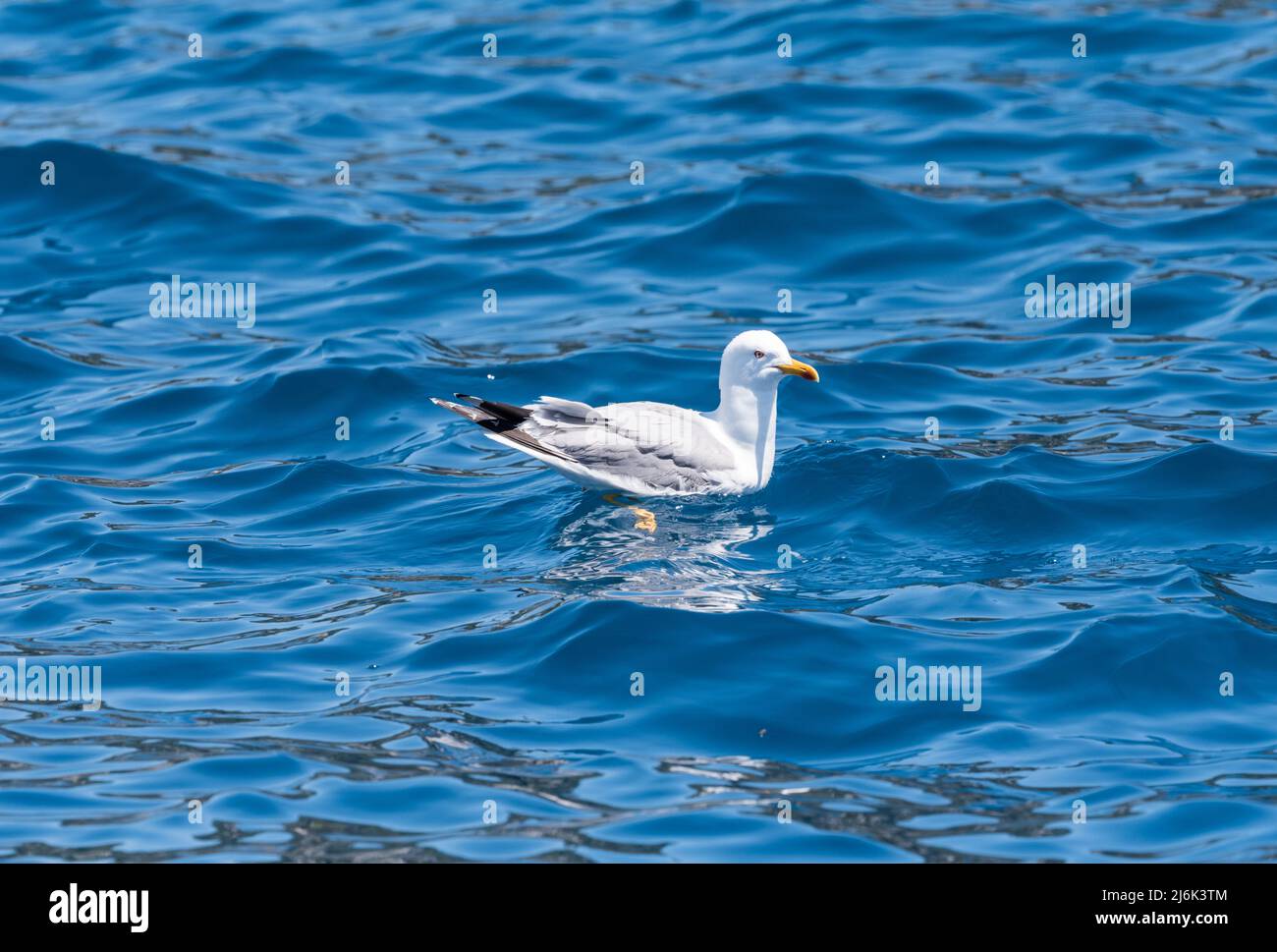 Yellow-legged Gull (Larus michahellis Stock Photo - Alamy