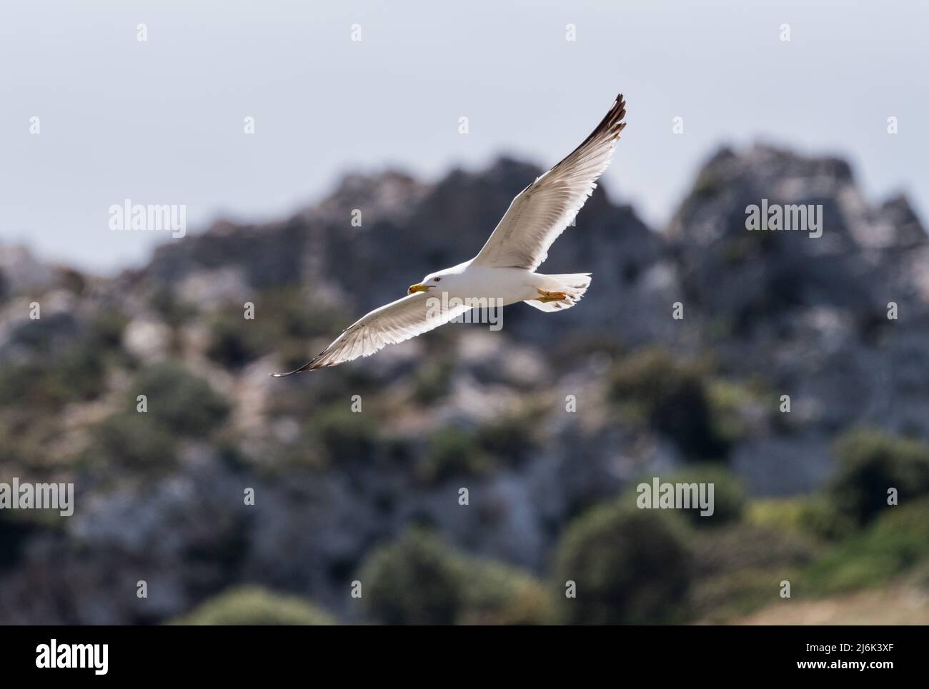 Flying Yellow-legged Gull (Larus michahellis Stock Photo - Alamy