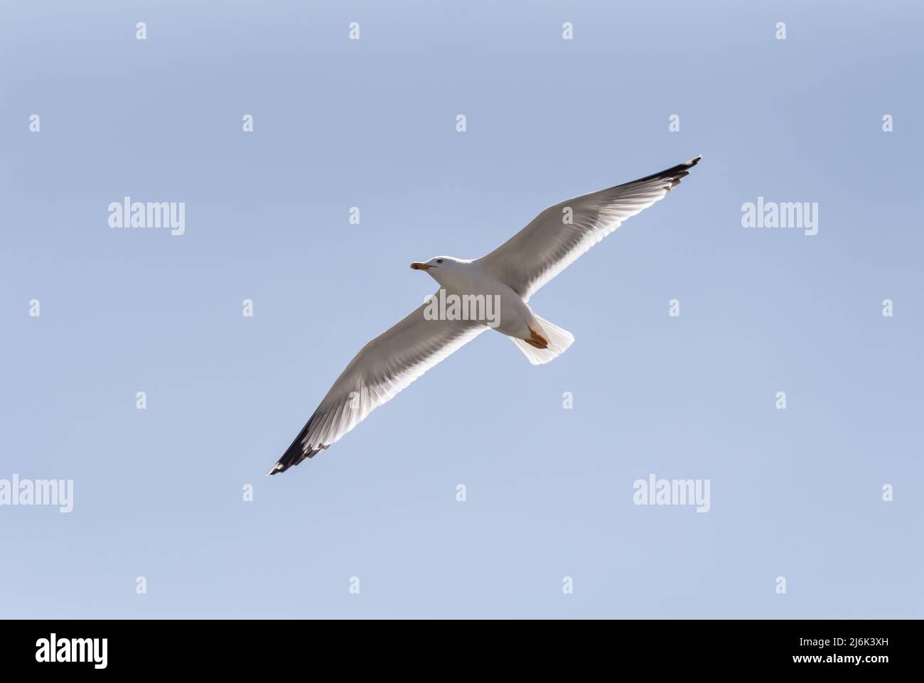 Flying Yellow-legged Gull (Larus michahellis Stock Photo - Alamy