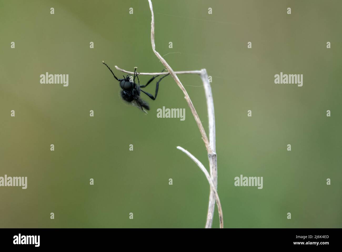 closeup macro of a St Mark's Fliy hanging from a winter plant stalk ...
