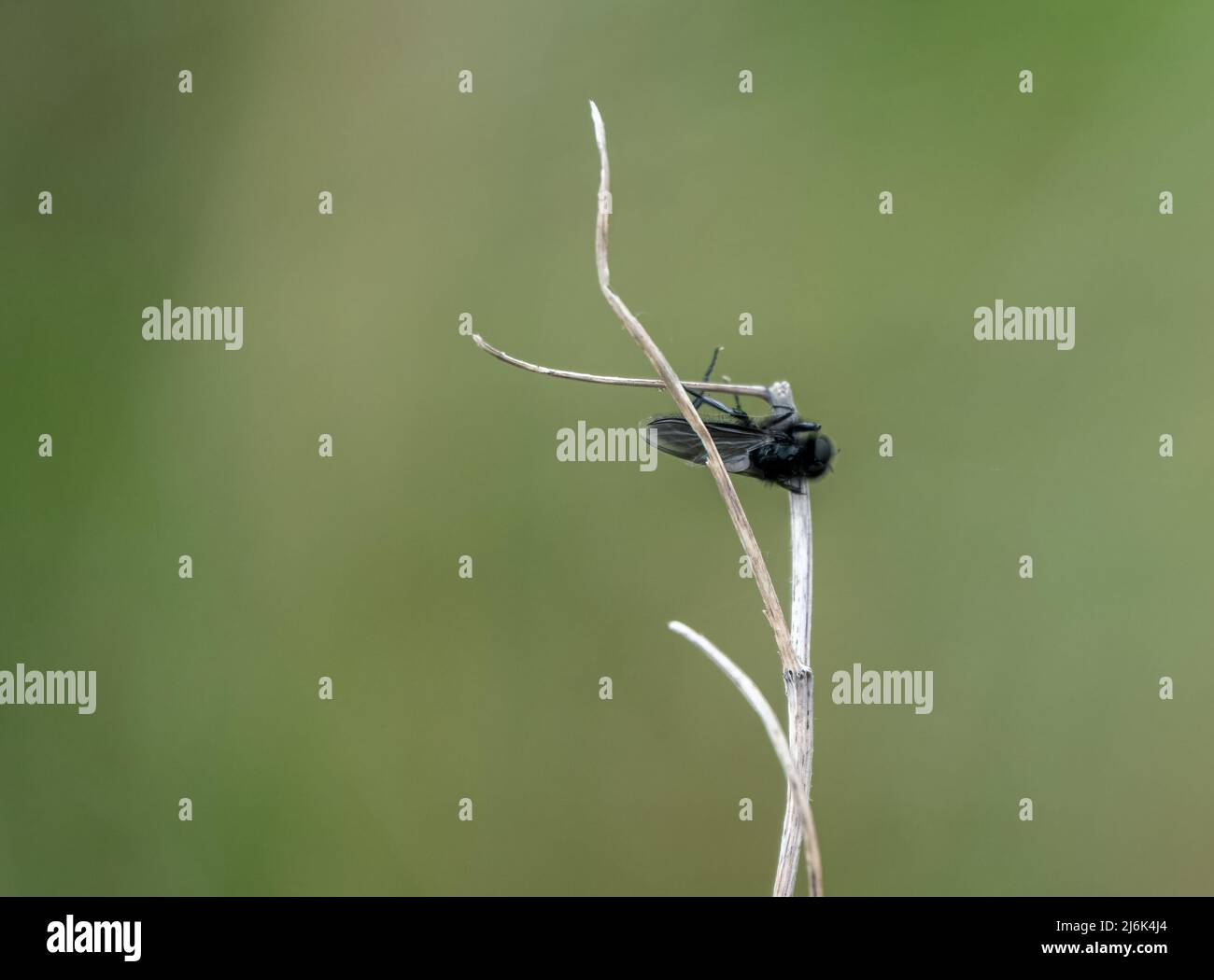 closeup macro of a St Mark's Fliy hanging from a winter plant stalk ...