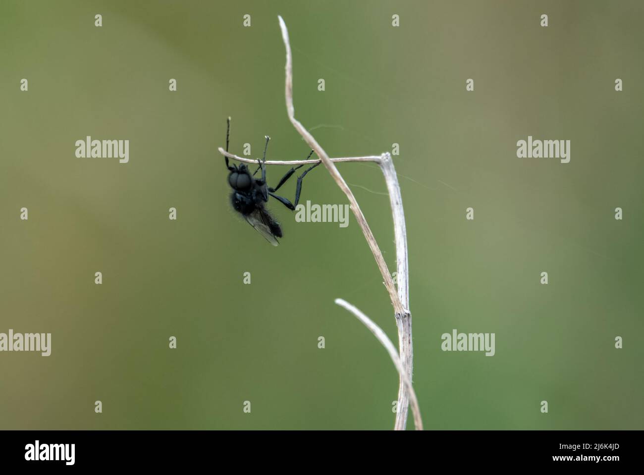 closeup macro of a St Mark's Fliy hanging from a winter plant stalk ...