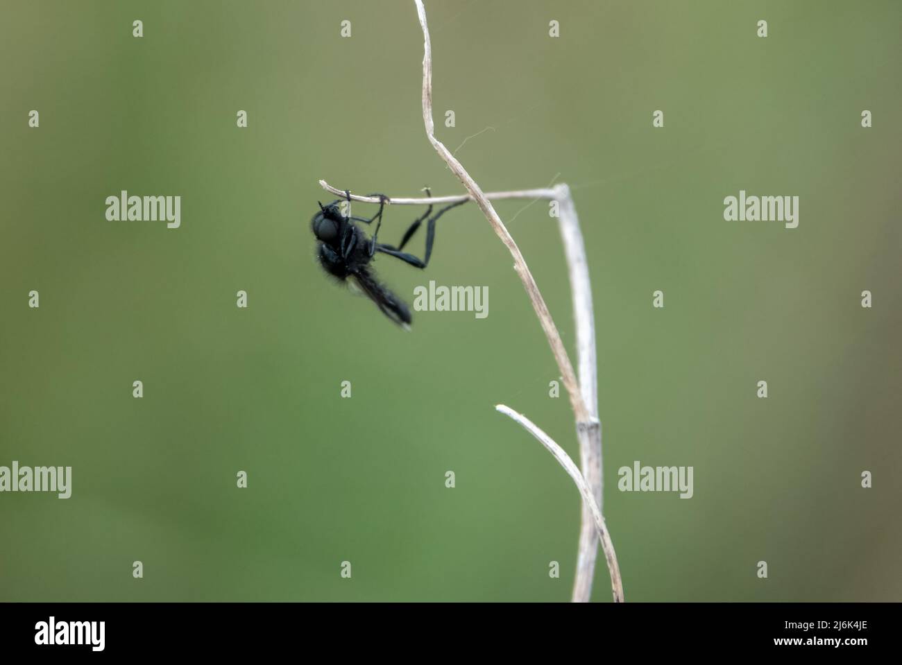 closeup macro of a St Mark's Fliy hanging from a winter plant stalk ...