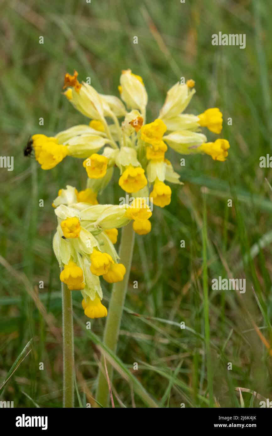 bright yellow toadflax (Linaria vulgaris, common toadflax or butter-and ...
