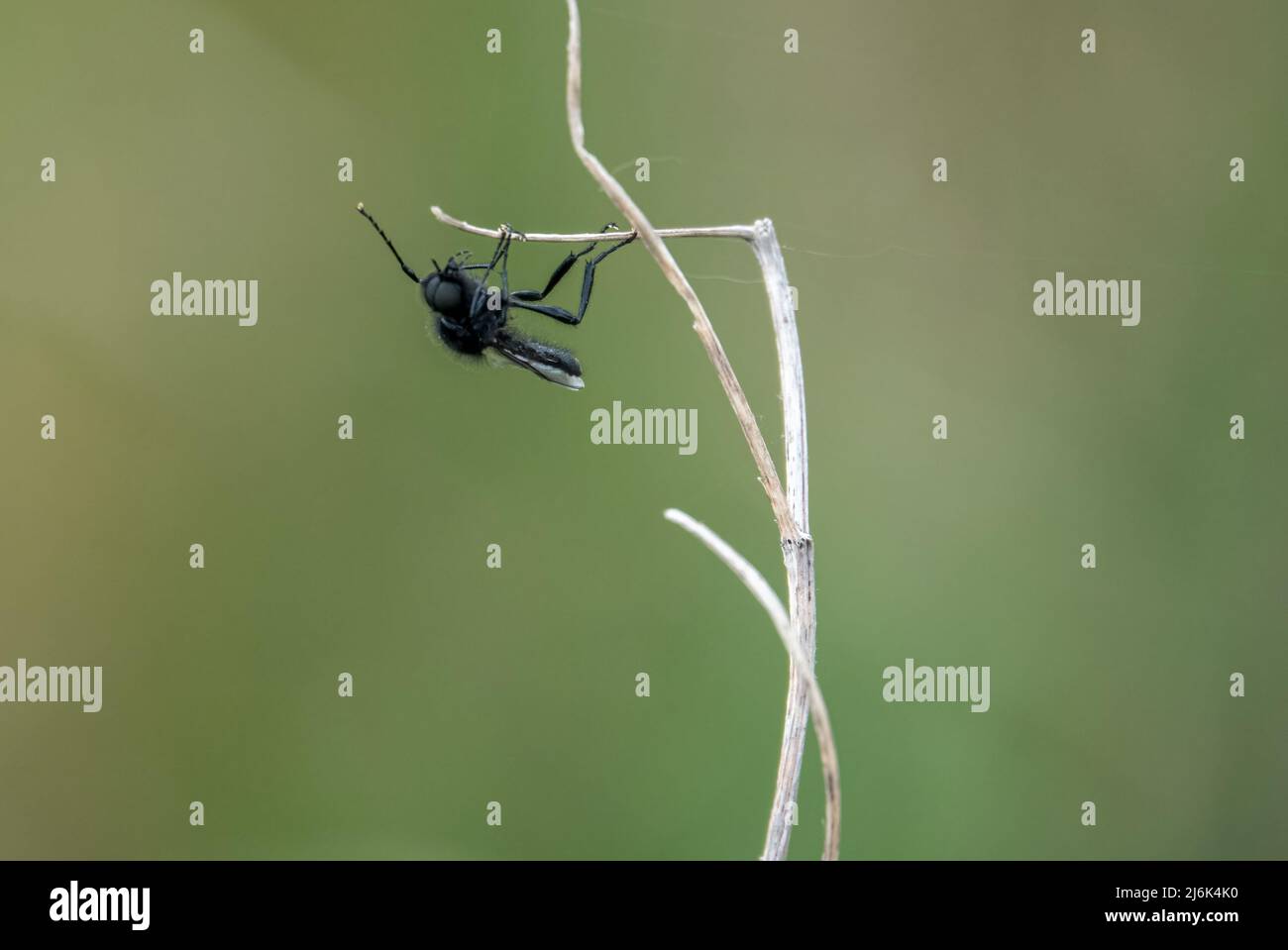 closeup macro of a St Mark's Fliy hanging from a winter plant stalk ...