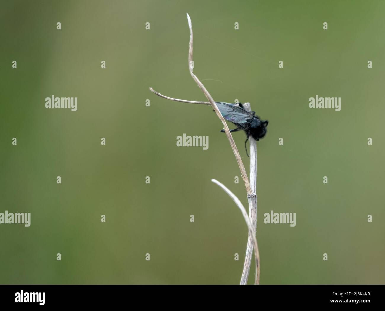 closeup macro of a St Mark's Fliy hanging from a winter plant stalk ...