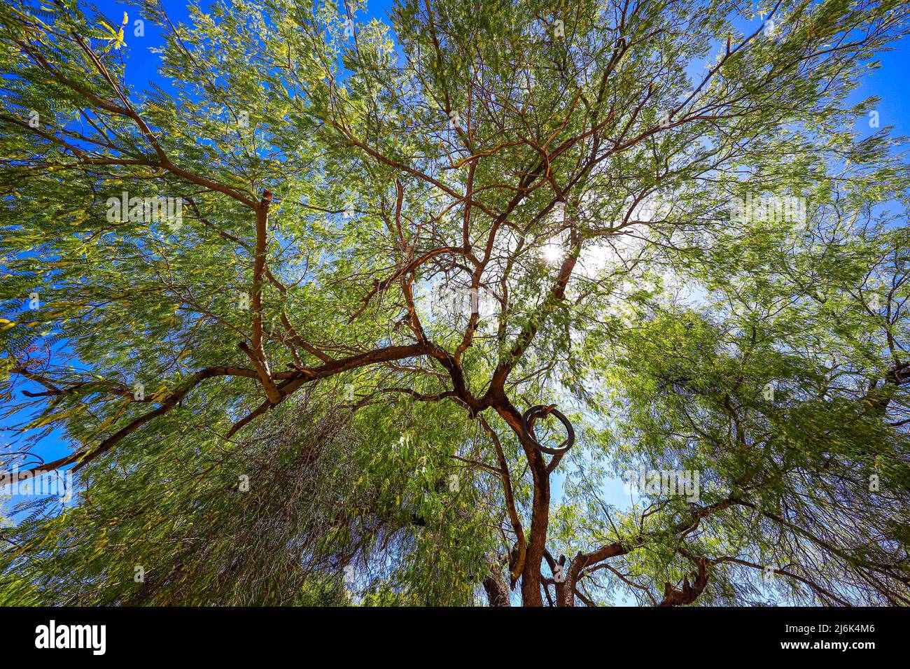 árbol de mezquite hi-res stock photography and images - Alamy