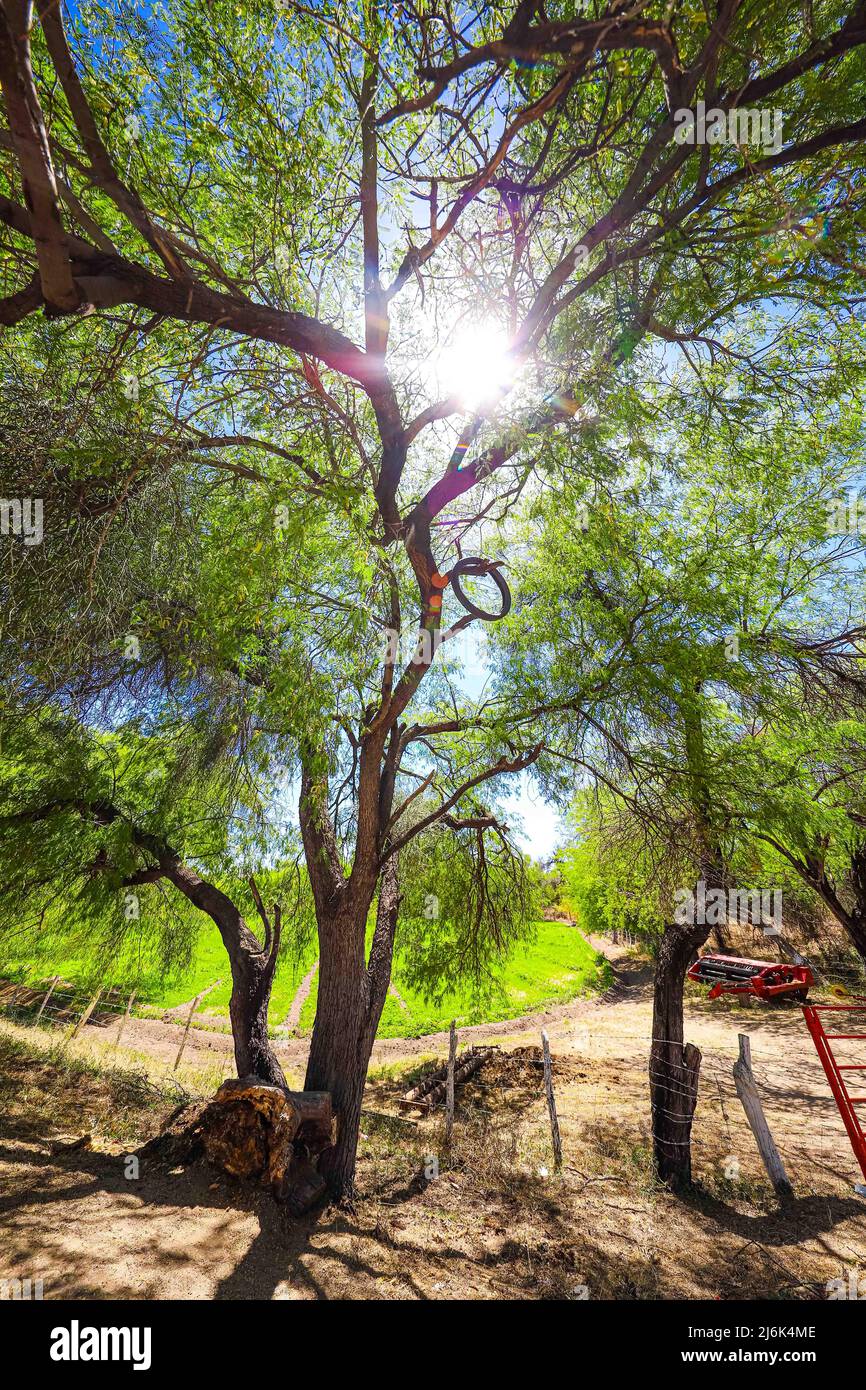árbol de mezquite hi-res stock photography and images - Alamy