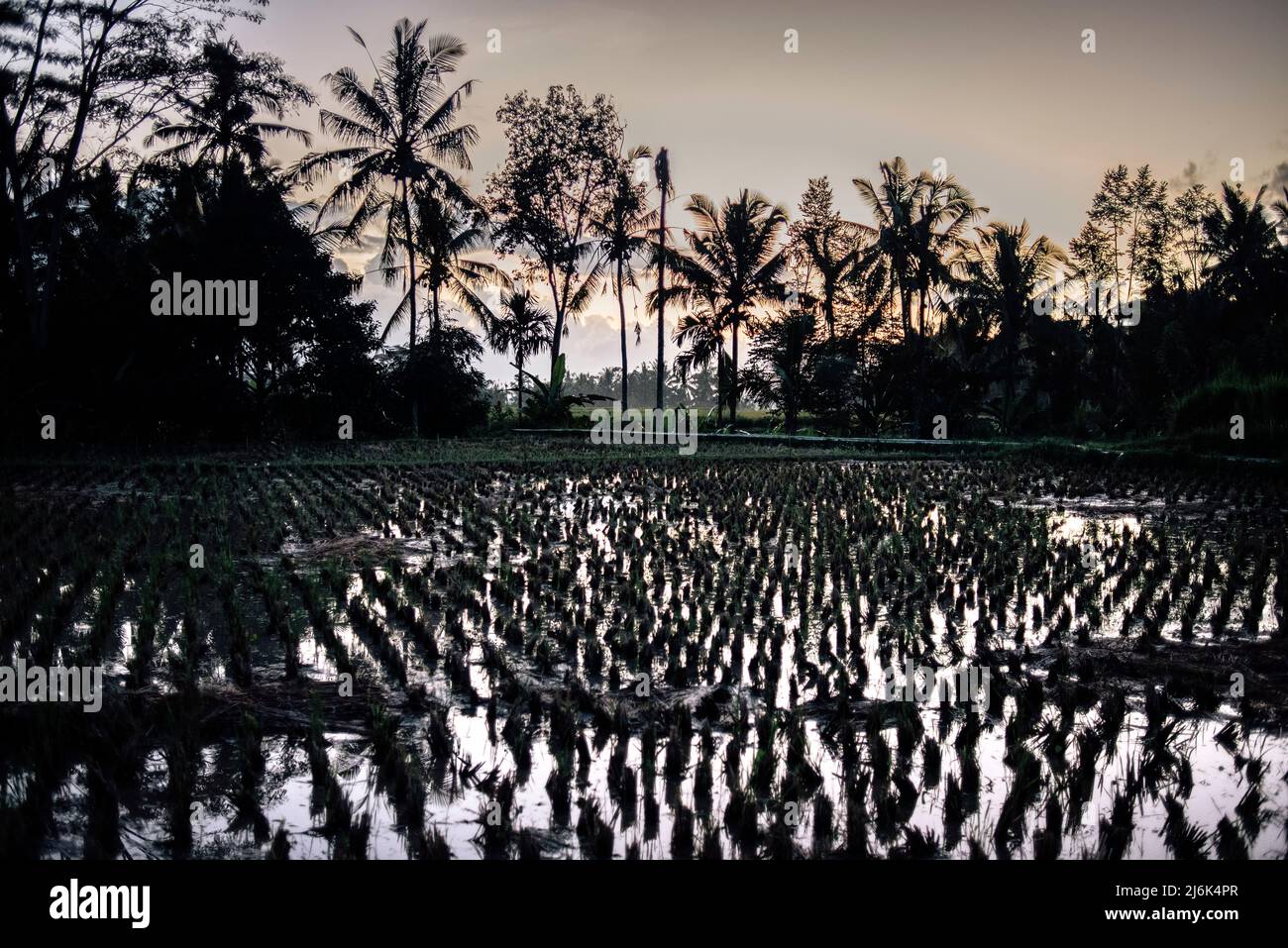 Buleleng regency hi-res stock photography and images - Alamy