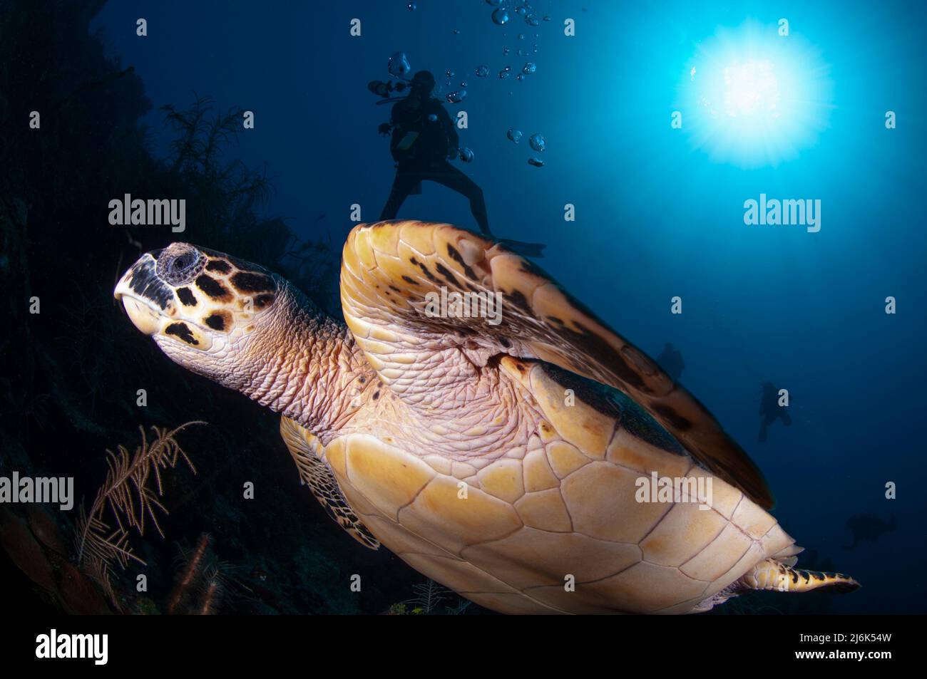 Sea turtle with sun behind Stock Photo - Alamy