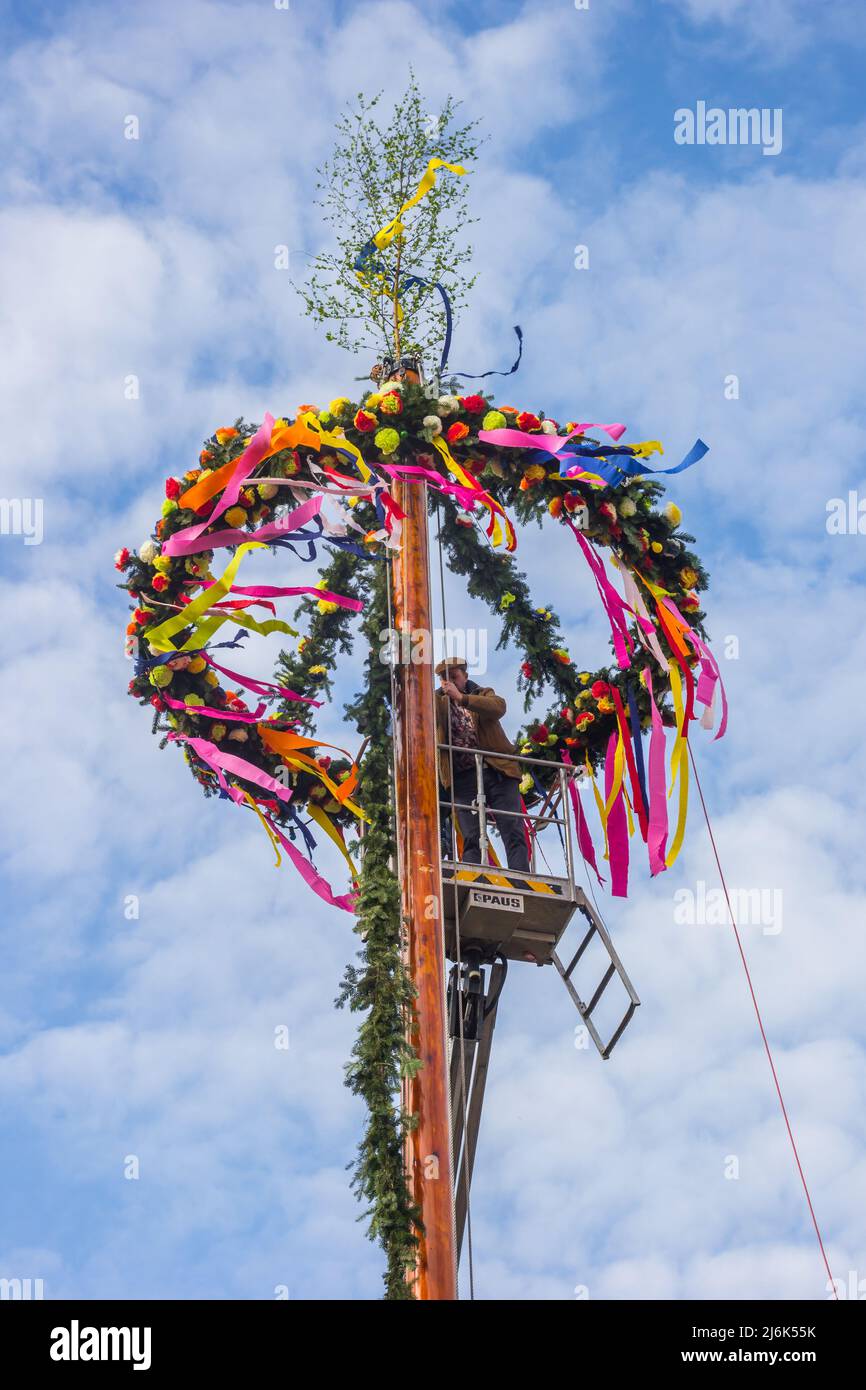 Men decorating the traditional maypole in historic city Leer, Germany ...