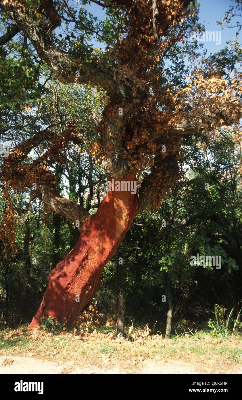 Debarked cork oak in the Maures forest in autumn Stock Photo - Alamy