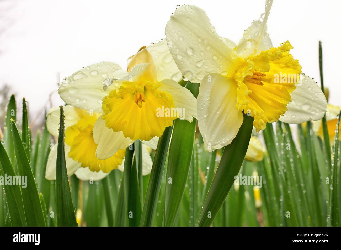Ice Follies Daffodils Narcissus Resplendent with Fresh Raindrops after ...