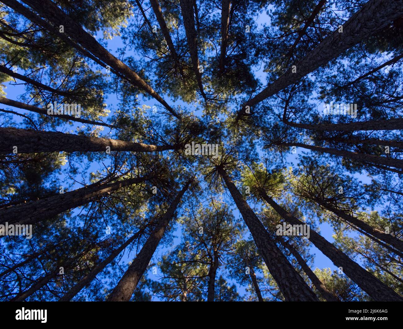 Trees from below in the woods Stock Photo - Alamy