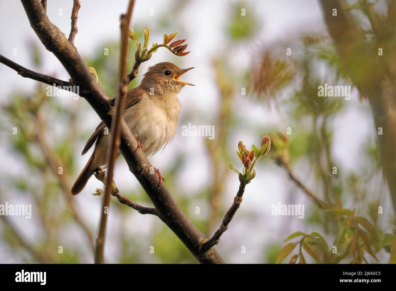 Common Nightingale - Luscinia megarhynchos also known as rufous ...