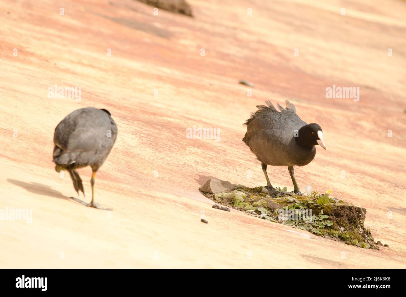 Australian coots hi-res stock photography and images - Alamy