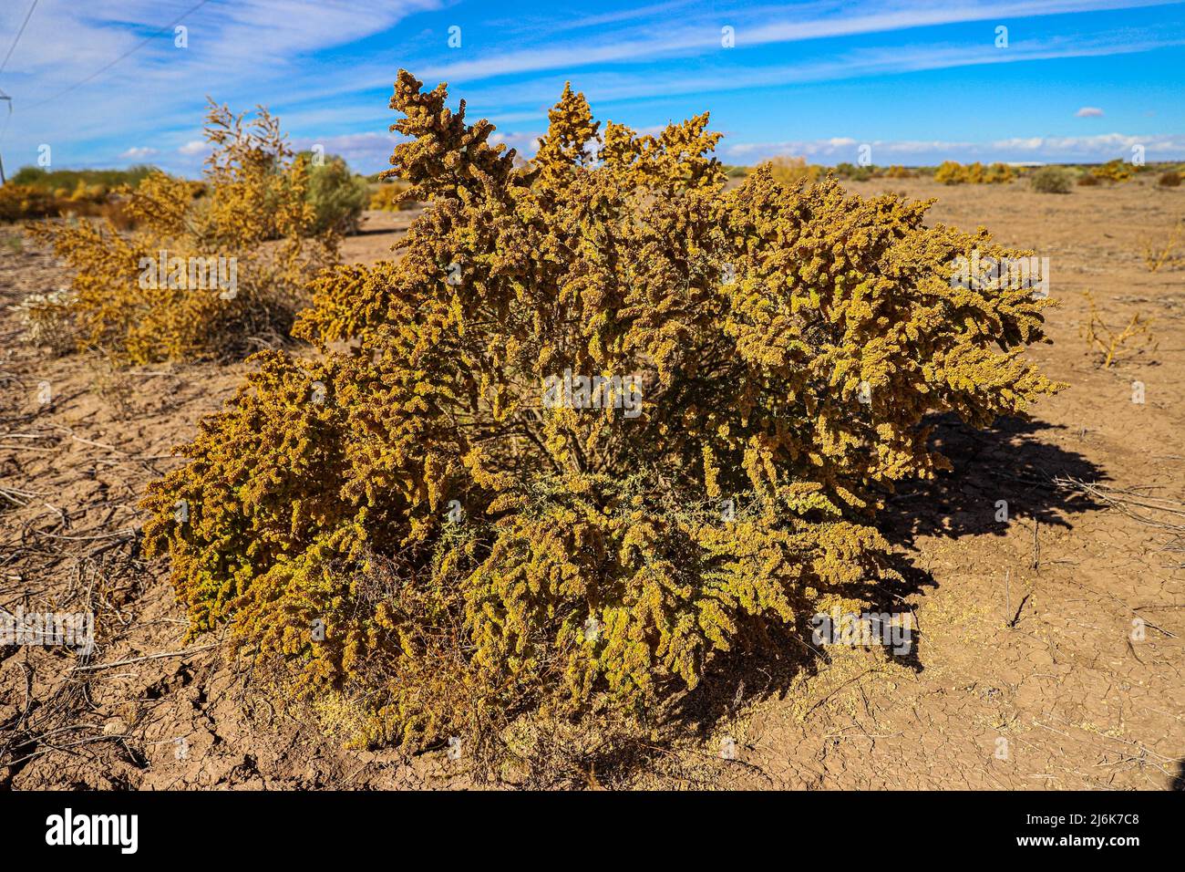 Shrub and spongy thicket in the desert of the coast of hermosillo, kino ...
