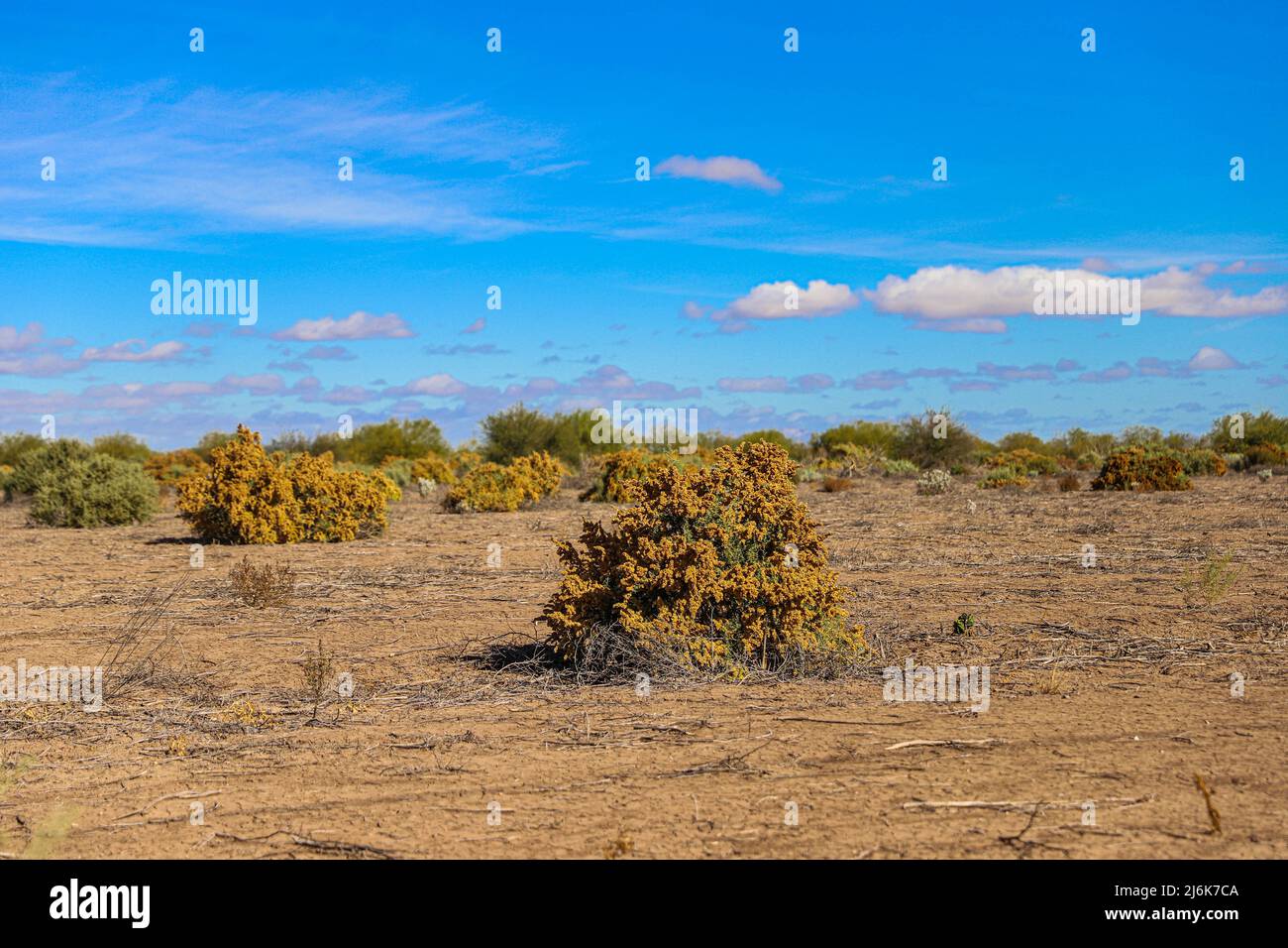 Shrub and spongy thicket in the desert of the coast of hermosillo, kino ...