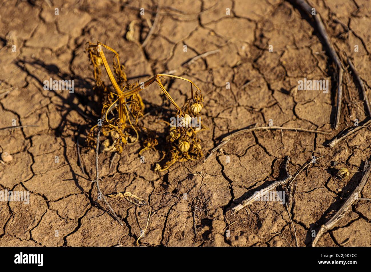 Shrub and spongy thicket in the desert of the coast of hermosillo, kino ...