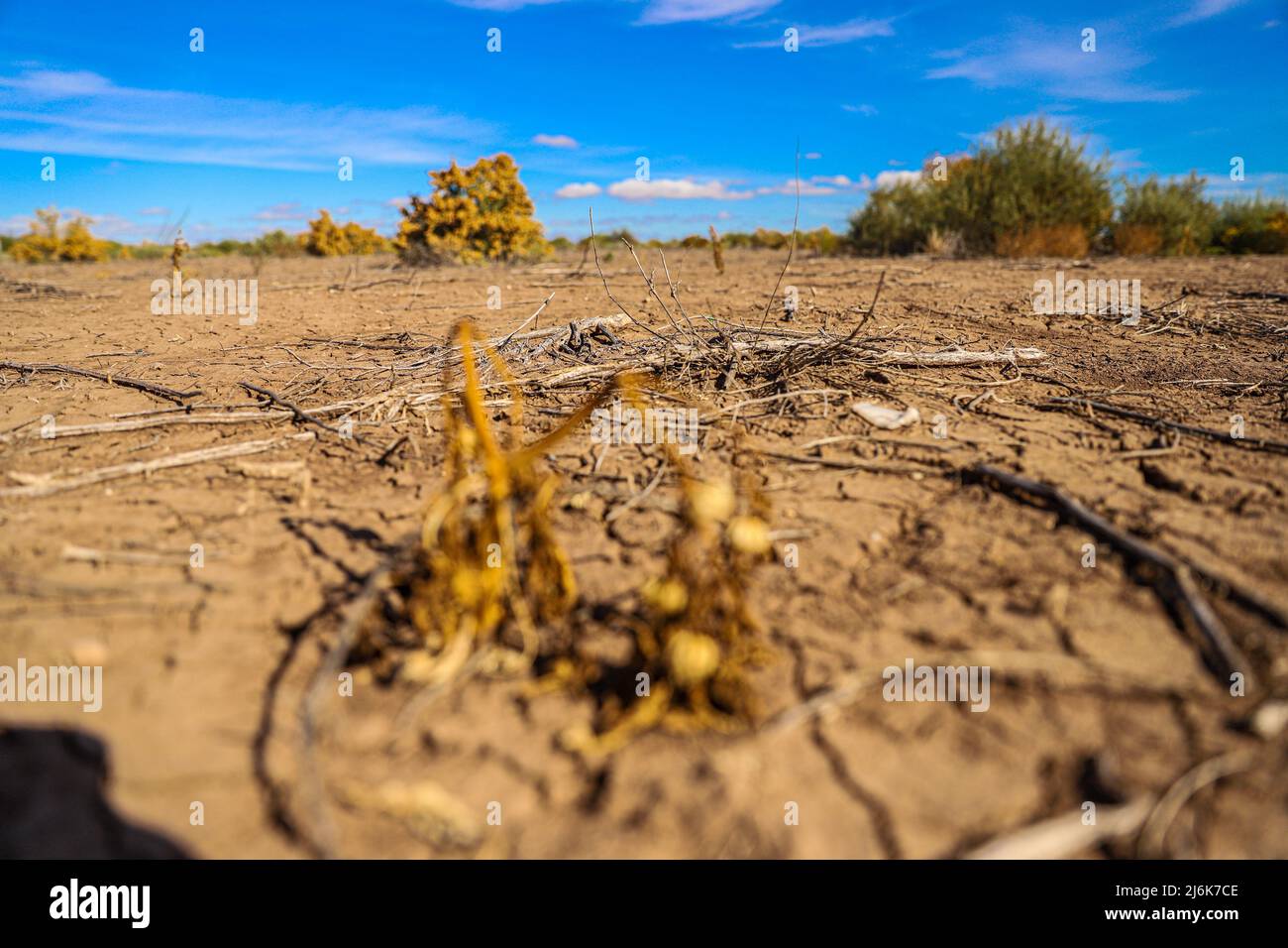 Shrub and spongy thicket in the desert of the coast of hermosillo, kino ...