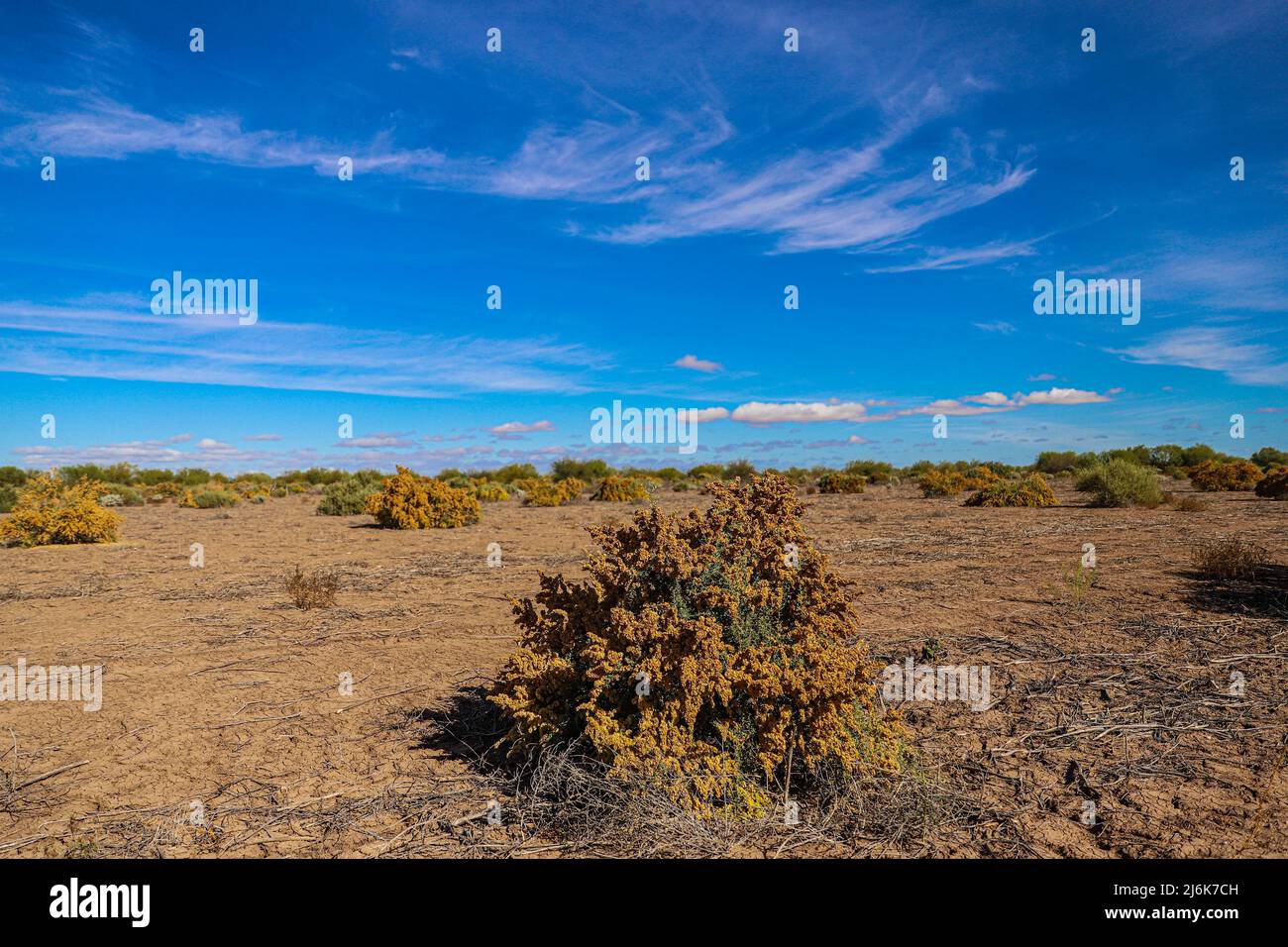 Shrub and spongy thicket in the desert of the coast of hermosillo, kino ...