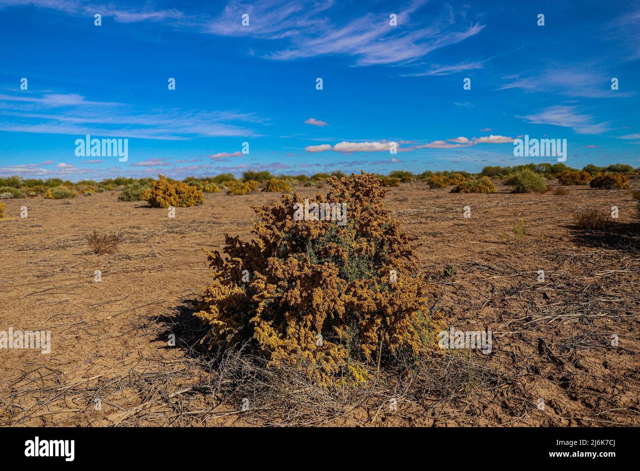 Shrub and spongy thicket in the desert of the coast of hermosillo, kino ...