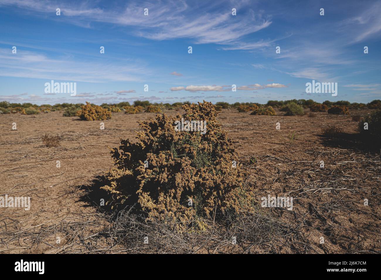 Shrub and spongy thicket in the desert of the coast of hermosillo, kino ...