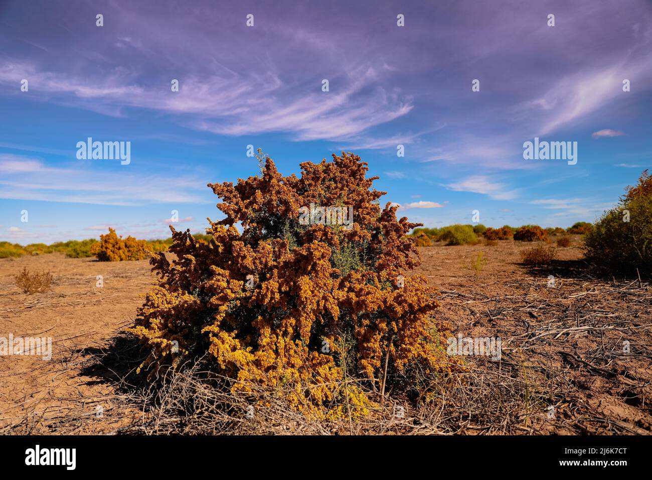 Shrub and spongy thicket in the desert of the coast of hermosillo, kino ...
