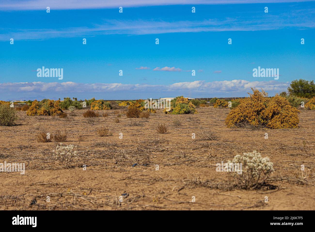 Arbusto en el desierto hi-res stock photography and images - Alamy