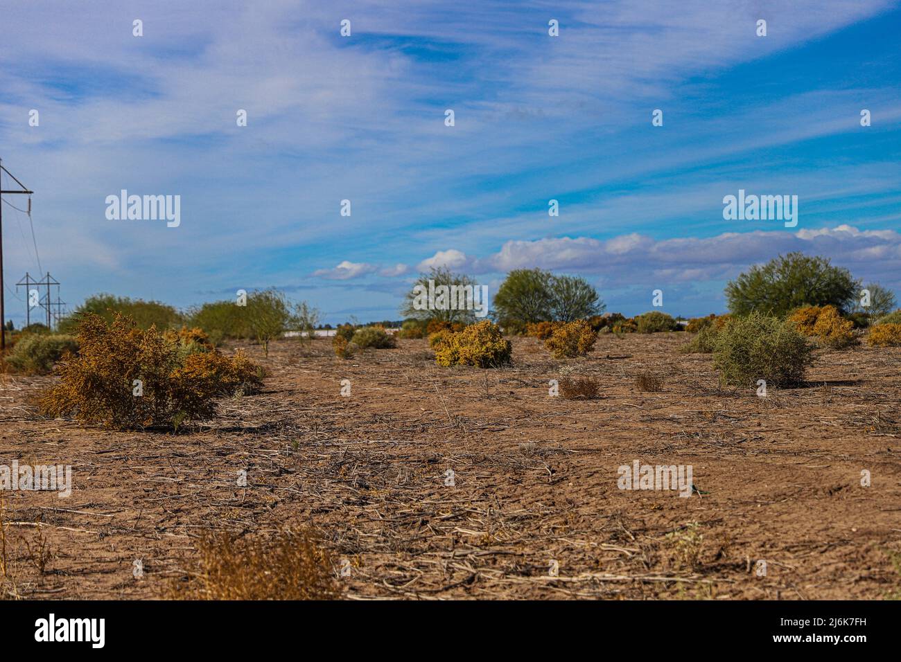 Arbusto en el desierto hi-res stock photography and images - Alamy