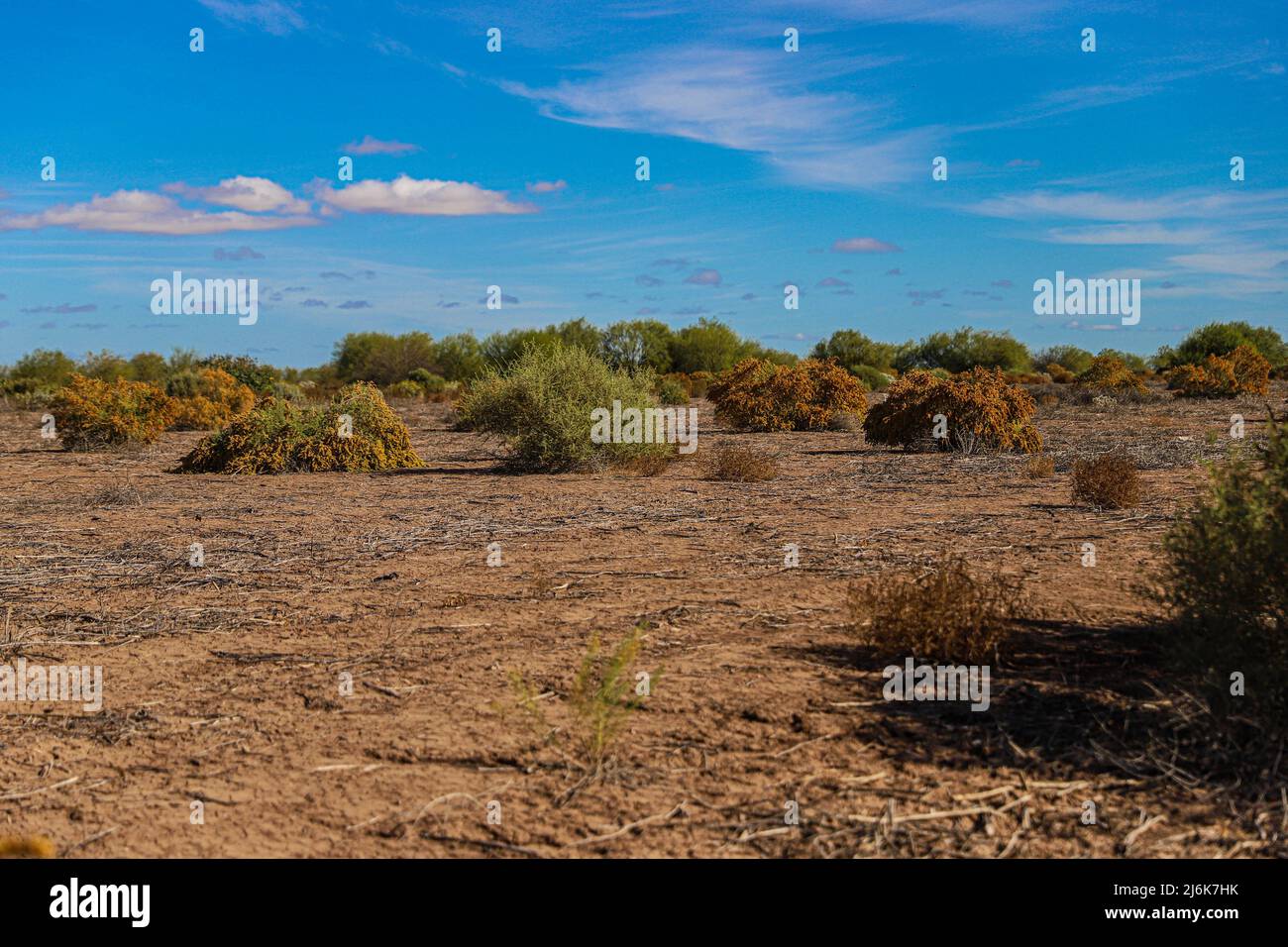 Shrub and spongy thicket in the desert of the coast of hermosillo, kino ...