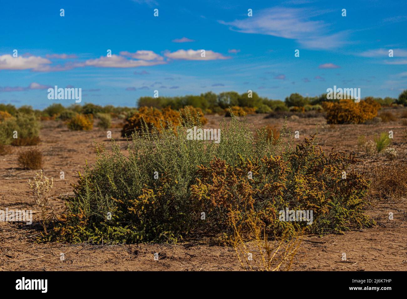 Shrub and spongy thicket in the desert of the coast of hermosillo, kino ...