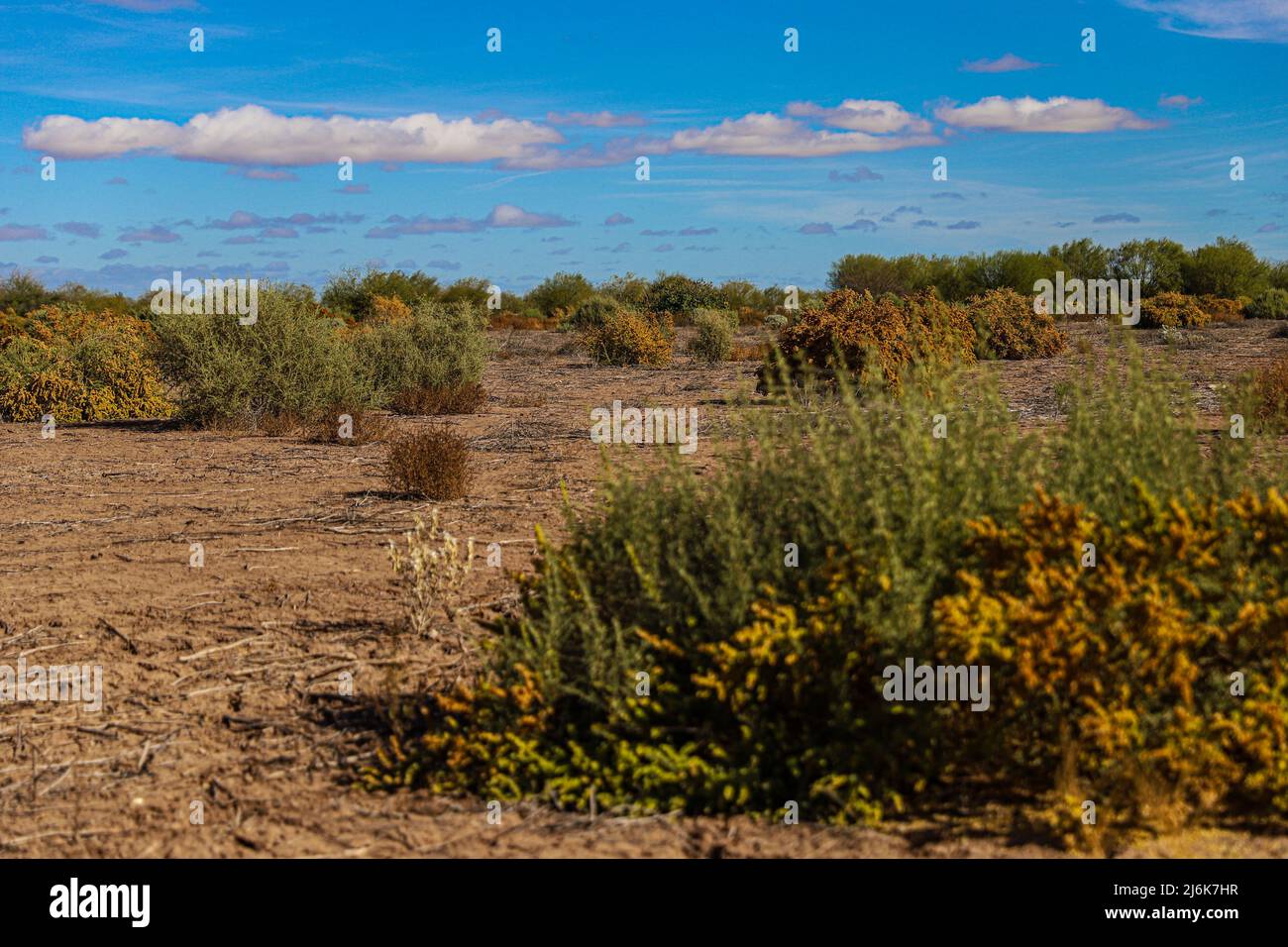Arbusto en el desierto hi-res stock photography and images - Alamy