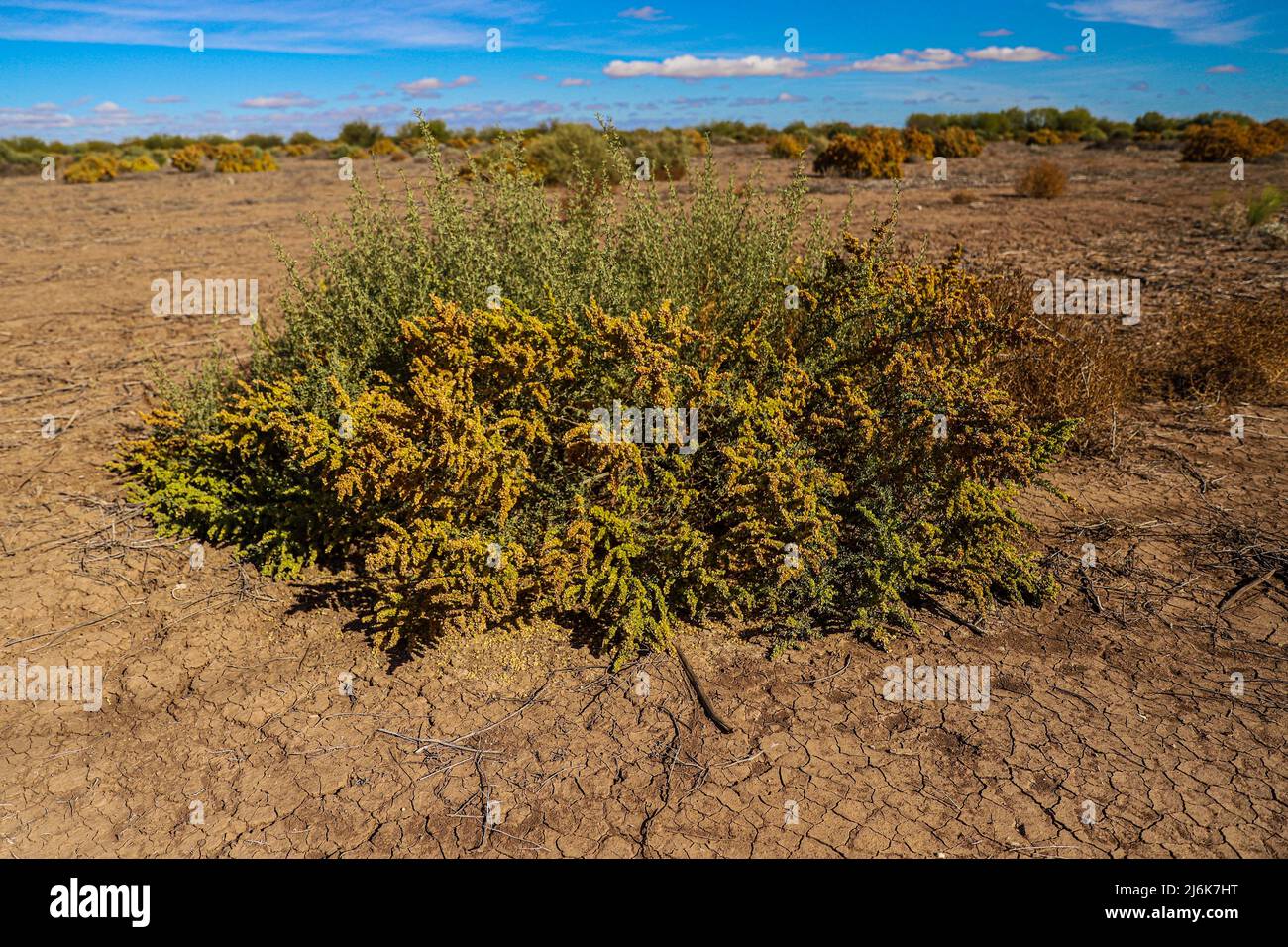 Arbusto en el desierto hi-res stock photography and images - Alamy