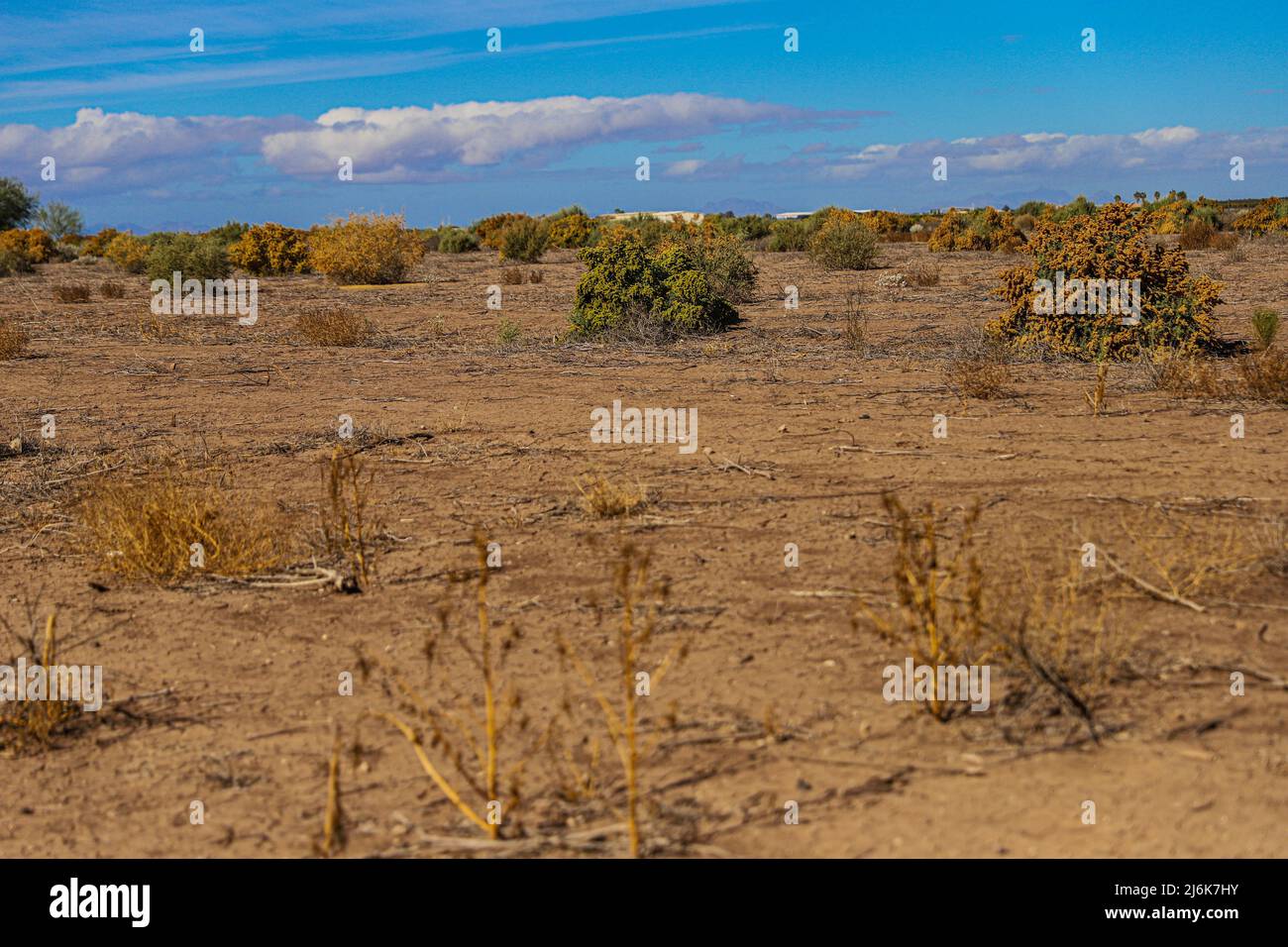 Shrub and spongy thicket in the desert of the coast of hermosillo, kino ...