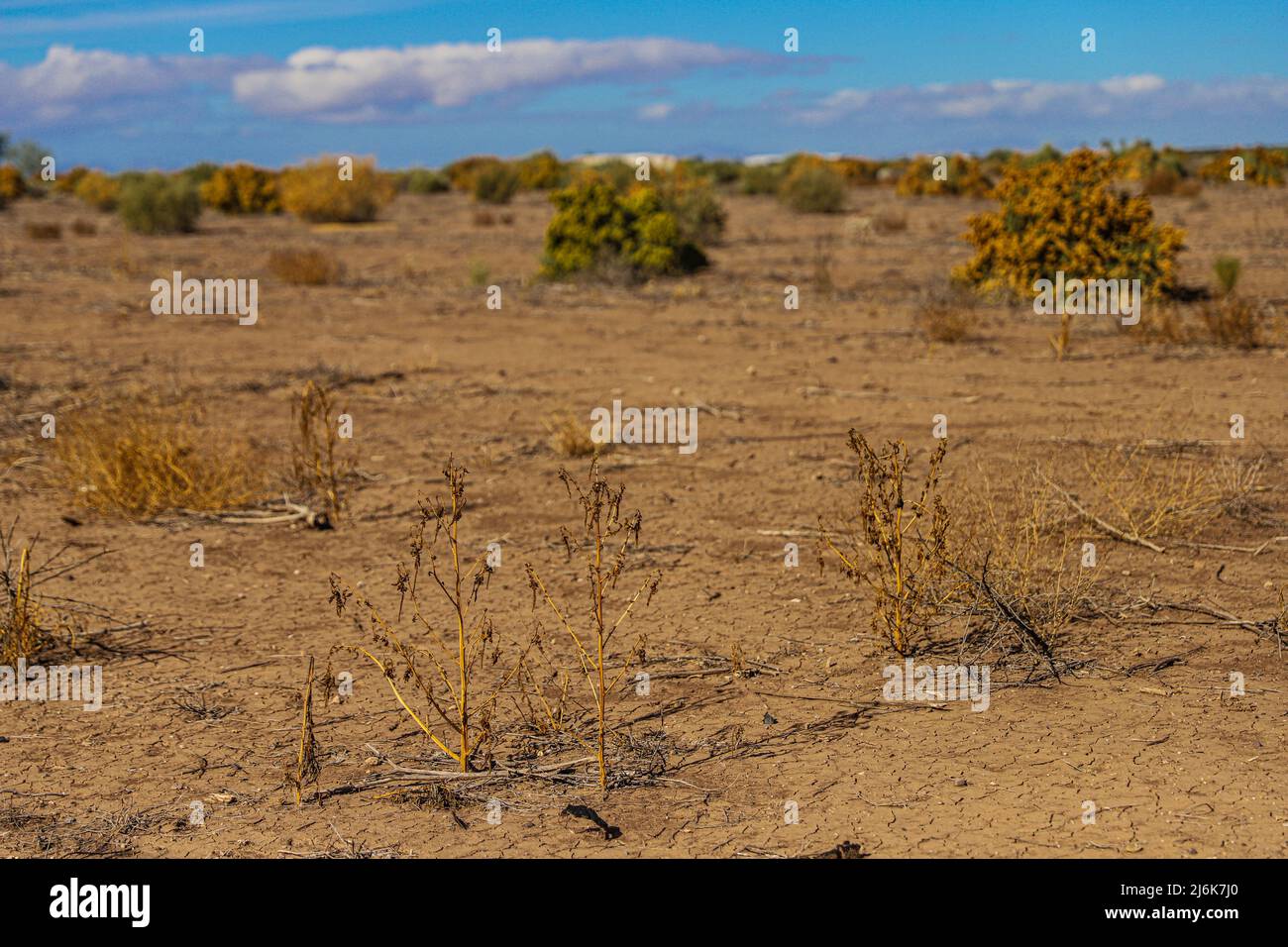 Shrub and spongy thicket in the desert of the coast of hermosillo, kino ...