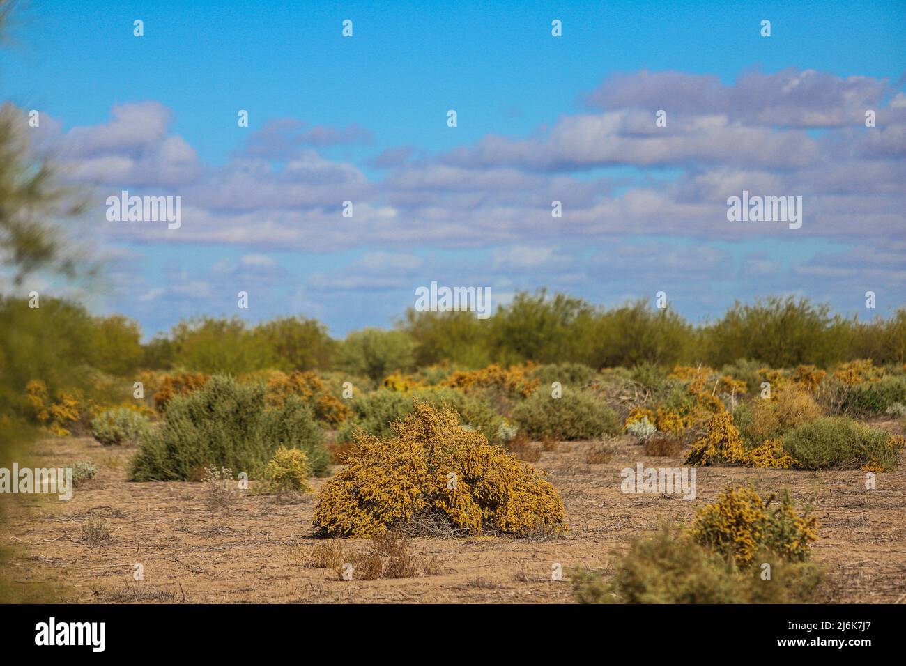 Shrub and spongy thicket in the desert of the coast of hermosillo, kino ...